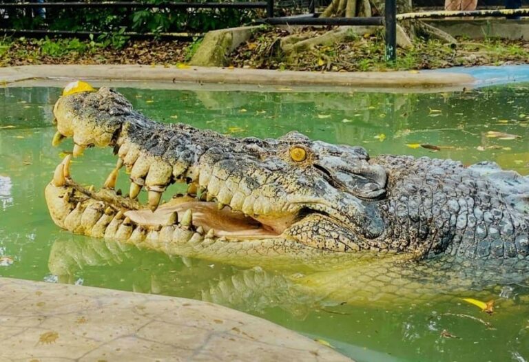 Best Zoos and Aquariums You Must Visit in the Philippines [2025]