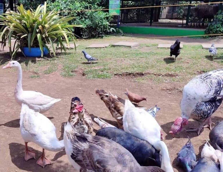 Best Zoos and Aquariums You Must Visit in the Philippines [2025]